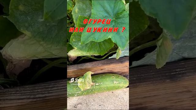 ОГУРЕЦ ИЛИ ЦУКИНИ_#magic #nature #natur# #мистика #tarot#