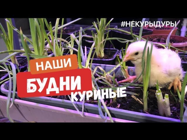 Уход за птенцами бройлера. Пересадка и рассадка птенцов.