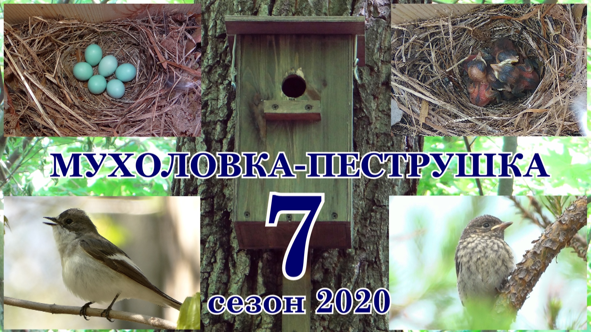 От гнезда до птенца. Хроника событий. Мухоловка-пеструшка. (Ficedula hypoleuca) 7 серия. Сезон 2020