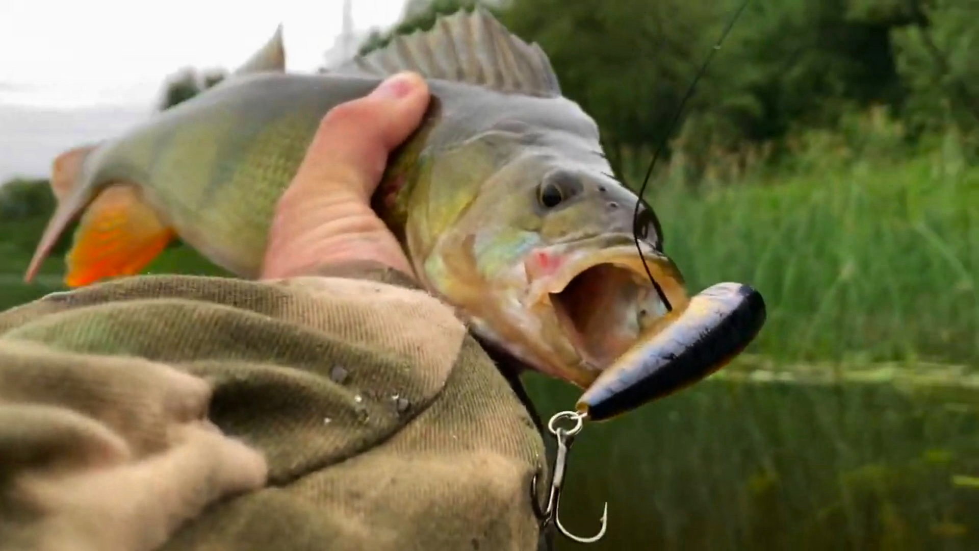 ОКУШАРЫ ПО ПОЛКИЛО НА ПОППЕР ВЕЧЕРКОМ