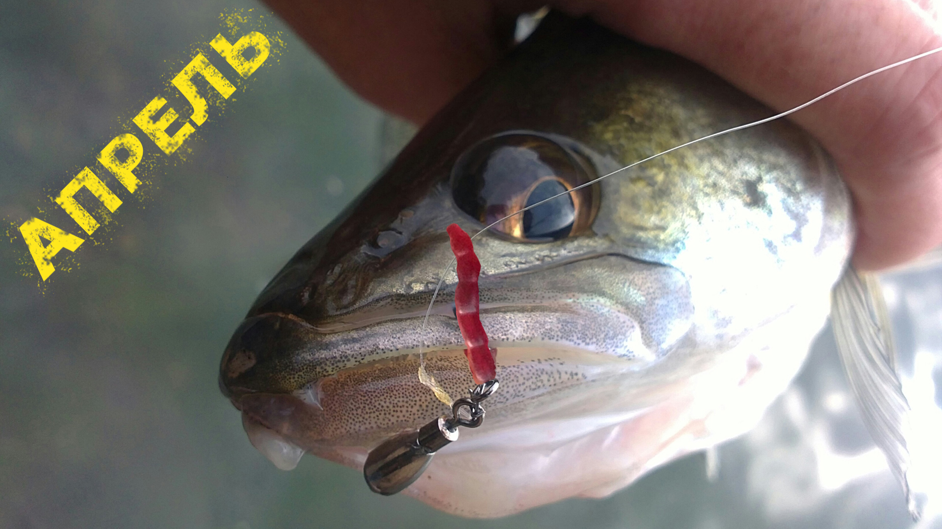 Судак на мотыля, или Проверка одной идеи. Весенняя рыбалка с 610-ым SS (Часть 2 - дополнительная).