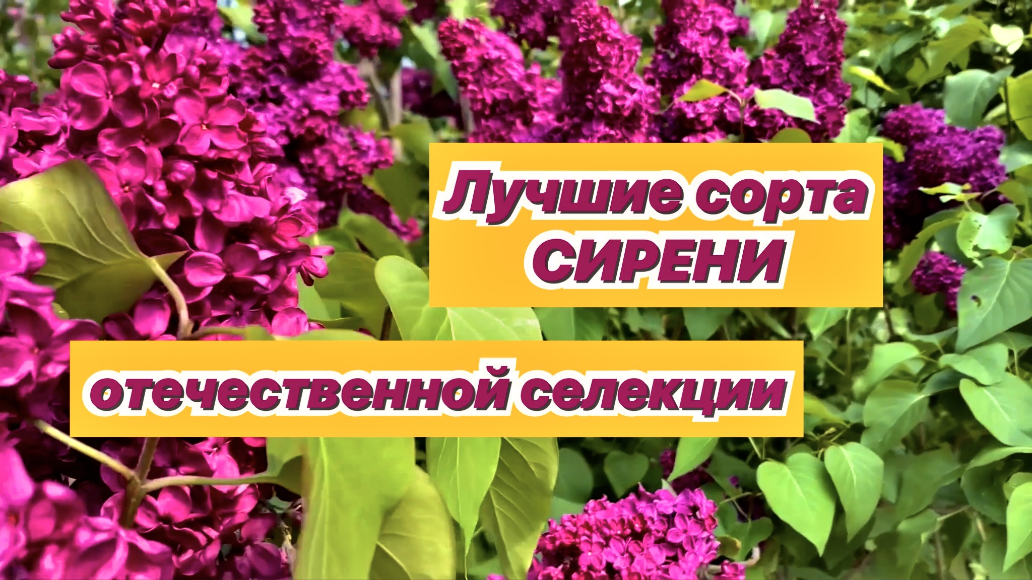 Ароматные и яркие сорта сирени отечественной селекции