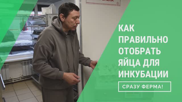 Секреты отбора яиц для инкубации и принцип работы инкубатора! Получаем 100% вывод цыплят!