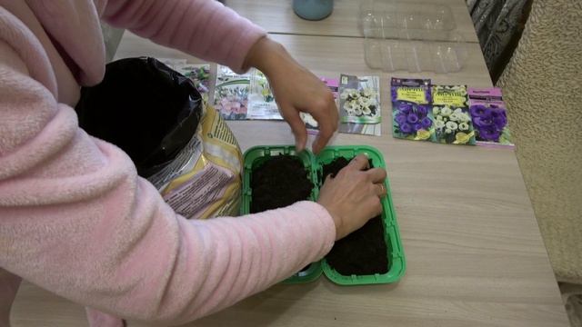 Домашнее видео   Альпийская роза Эустома Сеяла 24 декабря 2023 года.