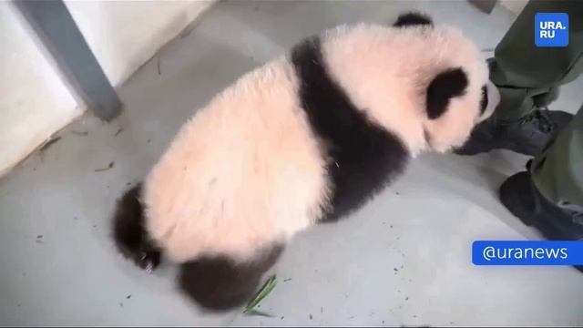 Little Katyusha chasing the keepers