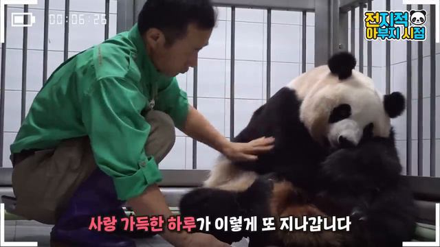 Смотритель зоопарка заботится о своей Панде, которая только что родила.