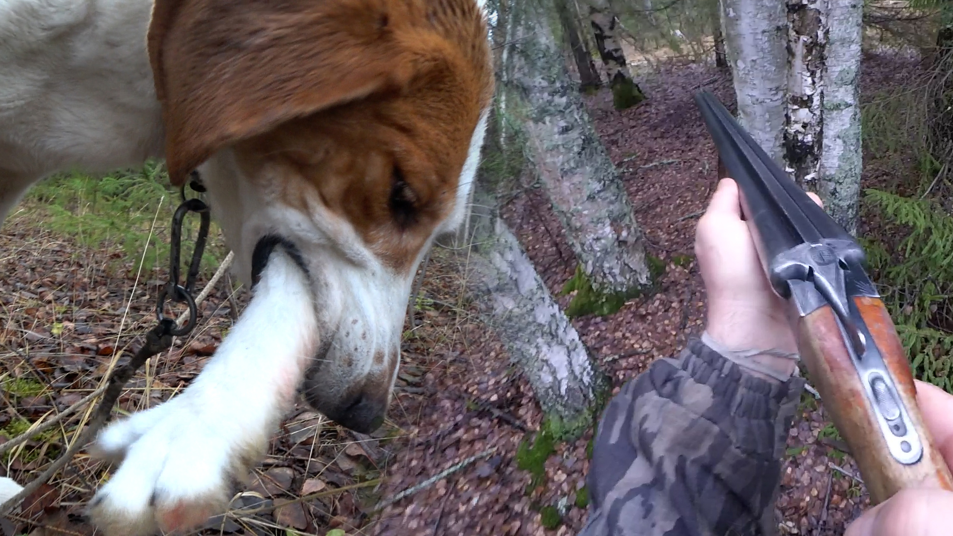 Выбрался в ЛЕС, НАСТРЕЛЯЛСЯ от души!