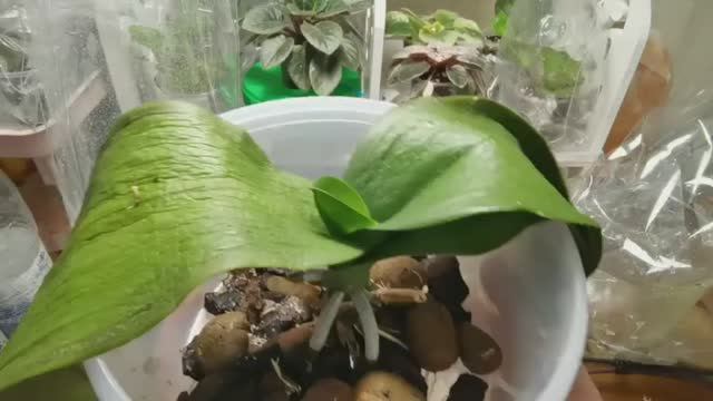 Реанимация орхидей.Пересадка орхидеи после реанимации в кору.АрксРэй совсем плох