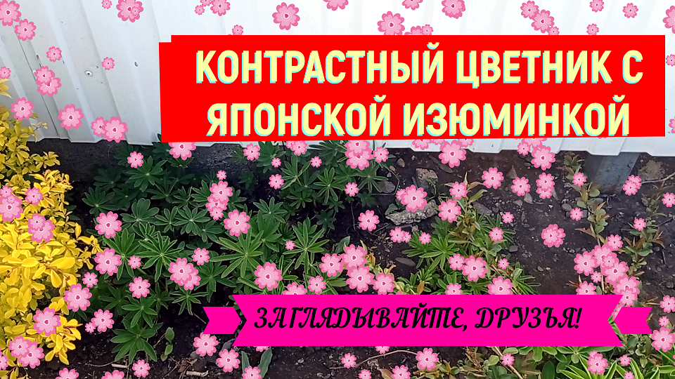 КОНТРАСТНЫЙ ЦВЕТНИК С ЯПОНСКОЙ ИЗЮМИНКОЙ #цветник#спмрея#айваяпонская#барбарисмария#сад#чтопосадить#