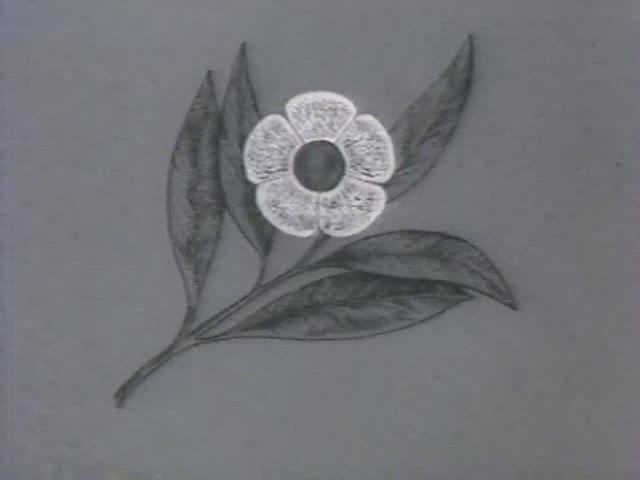 Биология. Учебные фильмы по биологии. Основы биомеханики