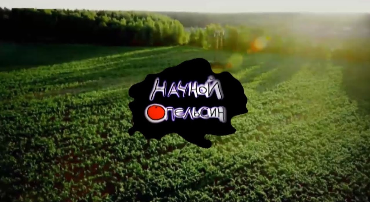 НАЧНОЙ ОПЕЛЬСИН - Аршины общей пшеницы (OTM)