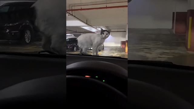 27-03-2024 кот 🤭