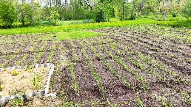 Капельница медицинская для капельного полива растений.