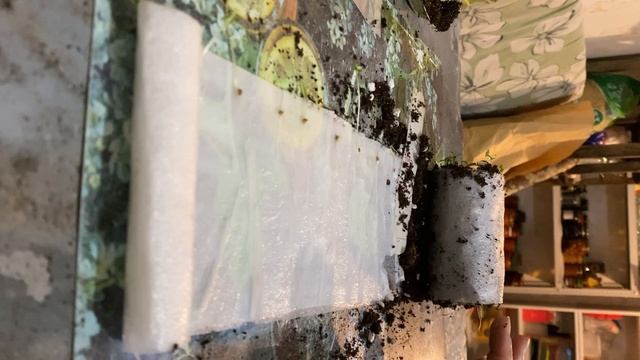 Проращивание томатов в улитке 2023