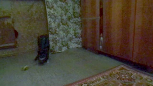 Котик и мячик