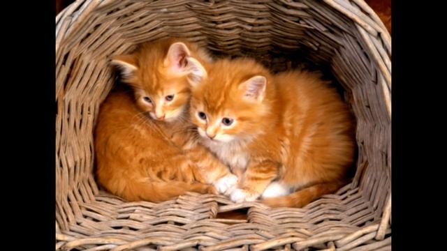 Котята детская песня, Kittens Children's Song домашние животные