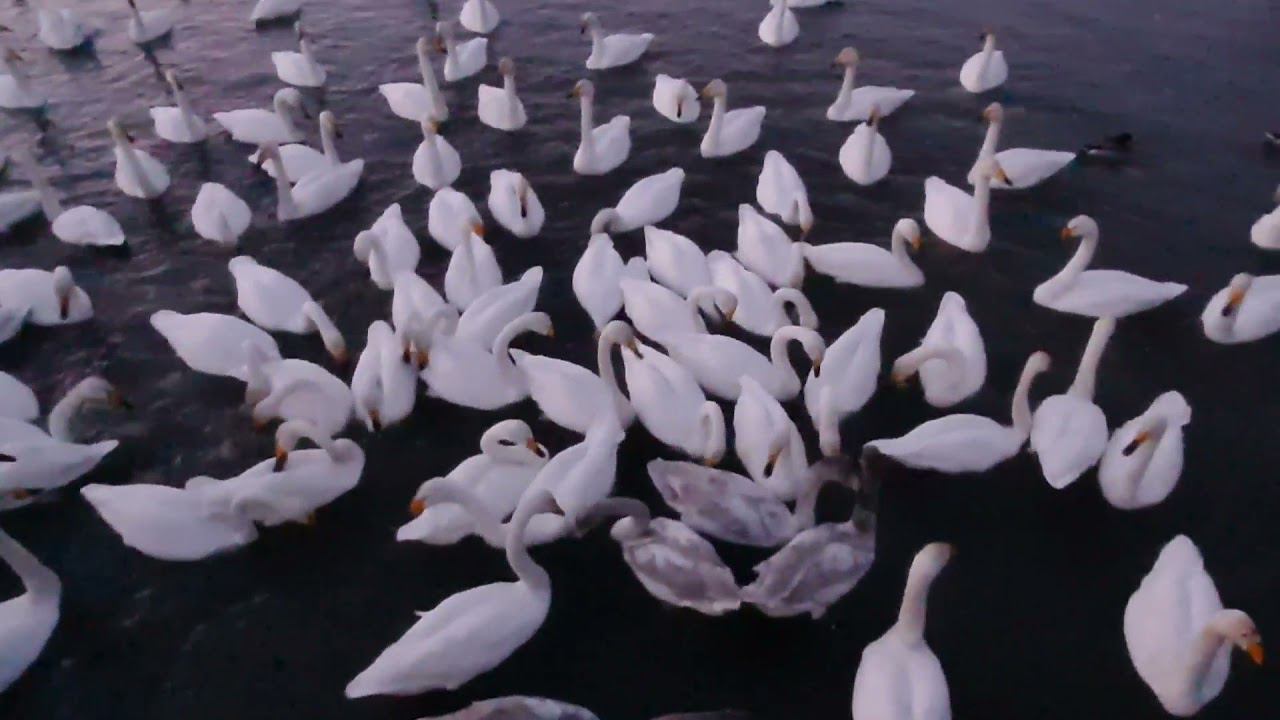 Алтай: лебеди, Басаргино, зубры, Бийск, родина космонавта Титова