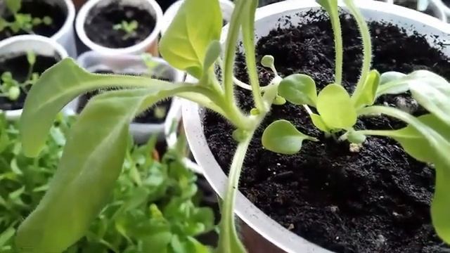 О выращивании петунии.