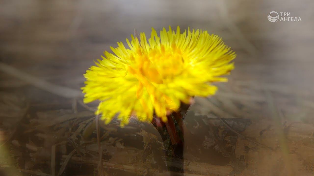 Наперекор морозам | Библия и природа