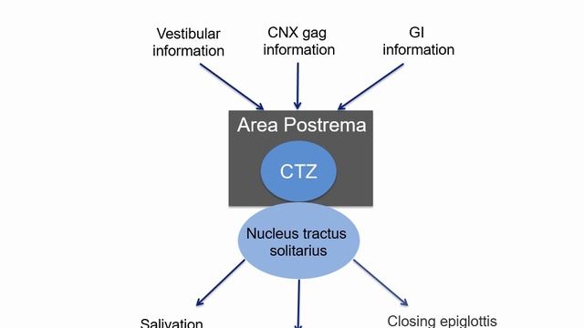 USMLE RX - 9.Неврология и спец.чувства - 1.Анат,физо - 43.Рвотный центр