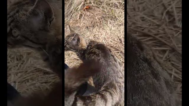 На Украине посадили картофель, лук.