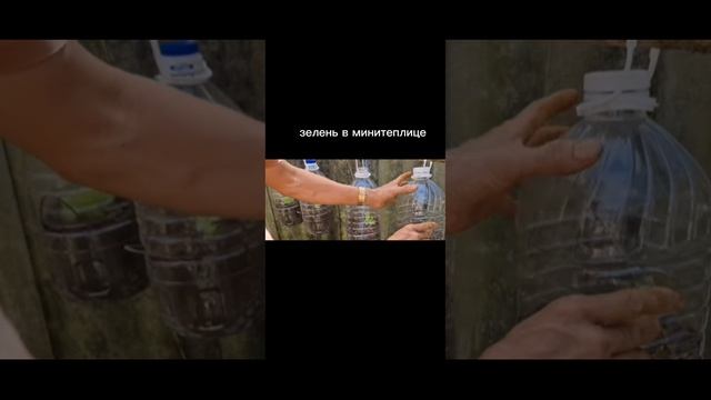 Зелень в мини теплице