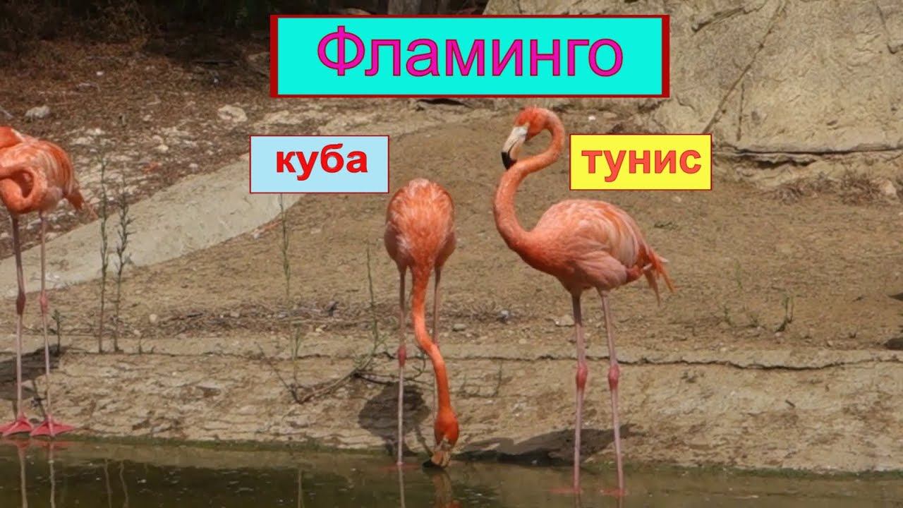 Фламинго Куба и Тунис. В природе и в неволе
