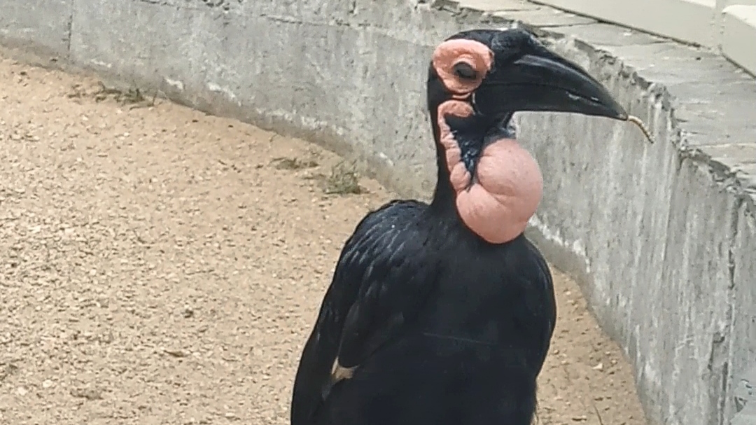 Рогатые кафрские вороны