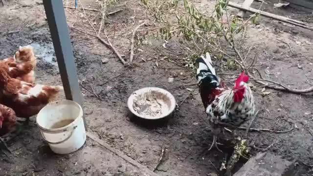 НОВОСТИ С ПТИЧЬЕГО ДВОРА