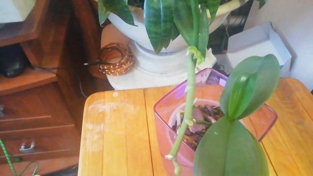 детка на цветоносе орхидеи.