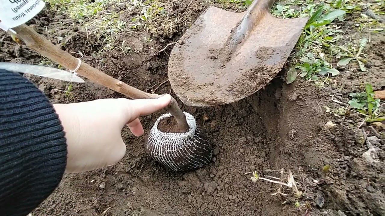 Открываем сезон посадок. Сажаем на даче черешню Ипуть