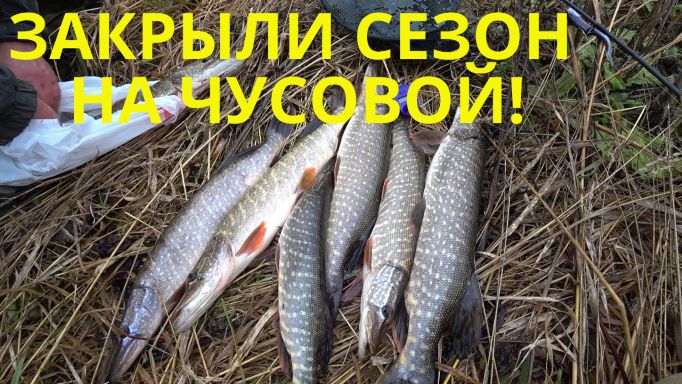 УСПЕШНОЕ ЗАКРЫТИЕ СЕЗОНА НА РЕКЕ ЧУСОВОЙ. РЫБАЛКА НА СПИННИНГ. ОСЕНЬ 2020.