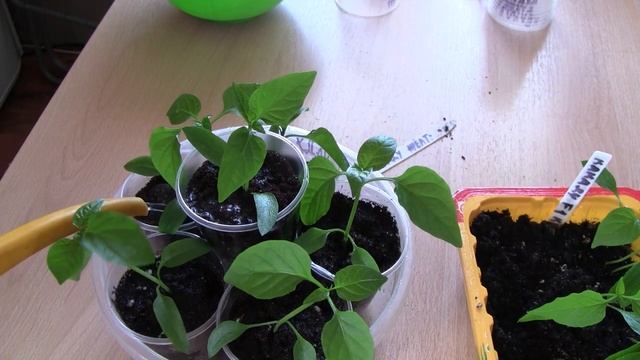 Перец сладкий часть 1.mp4