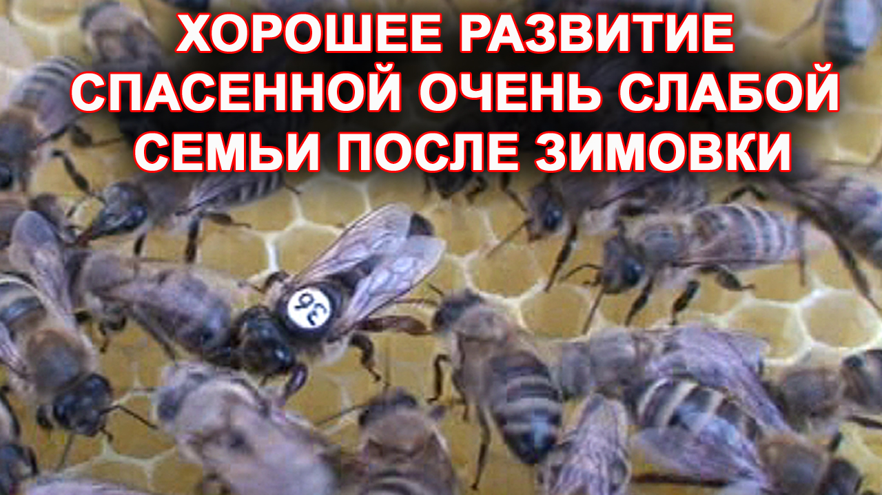 Хорошее развитие очень слабой семьи после зимовки.