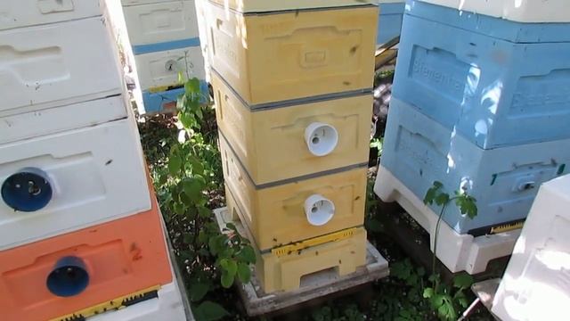 нуклеус для облета маток от фирмы BienenHaus  на высоту рамки 230 мм - часть 3 - ставлю рамки пчелам