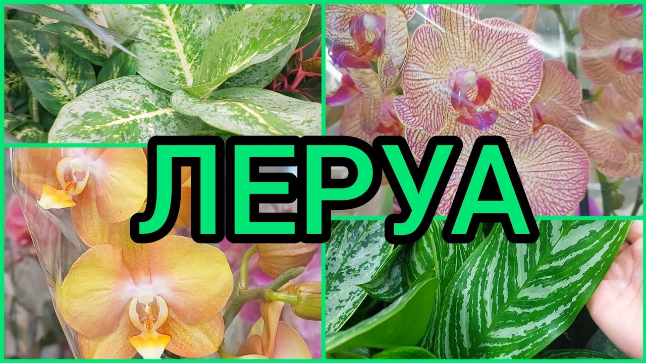 26.07.23 #ЛеруаМерлен ? #новые #цветы ? #орхидеи #фикус #розы #филодендрон и др #растения #Липецк