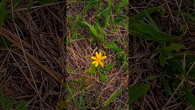 Апрельские краски. Окрестности г. Керчь