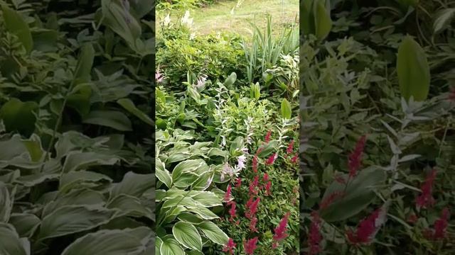 Красота. Цветы. Дача Клён. Волоколамский район. 09 июля 2024. Автор видео Pion4k. Часть 1.