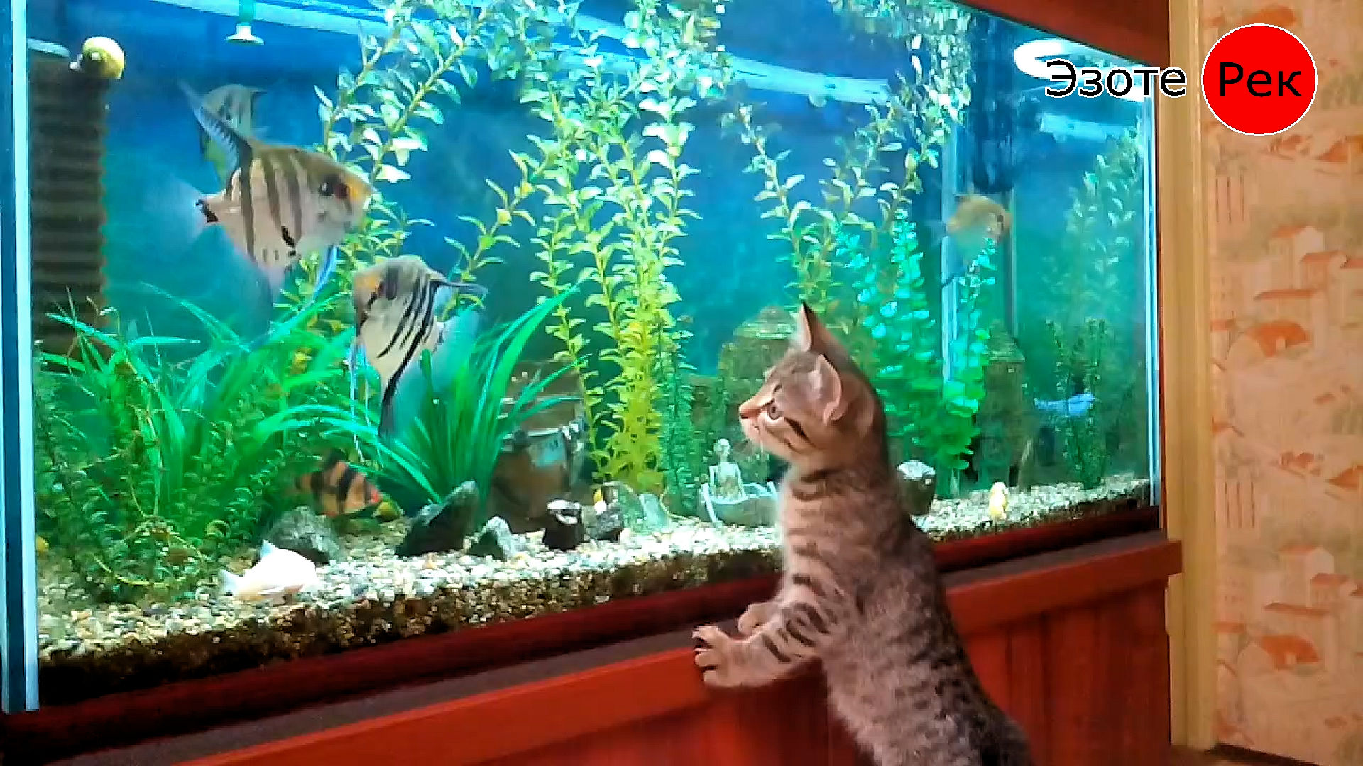 14 Возвращение (Барсик и Аквариум)