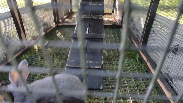 #кролики ??#вальер #животные #красиво