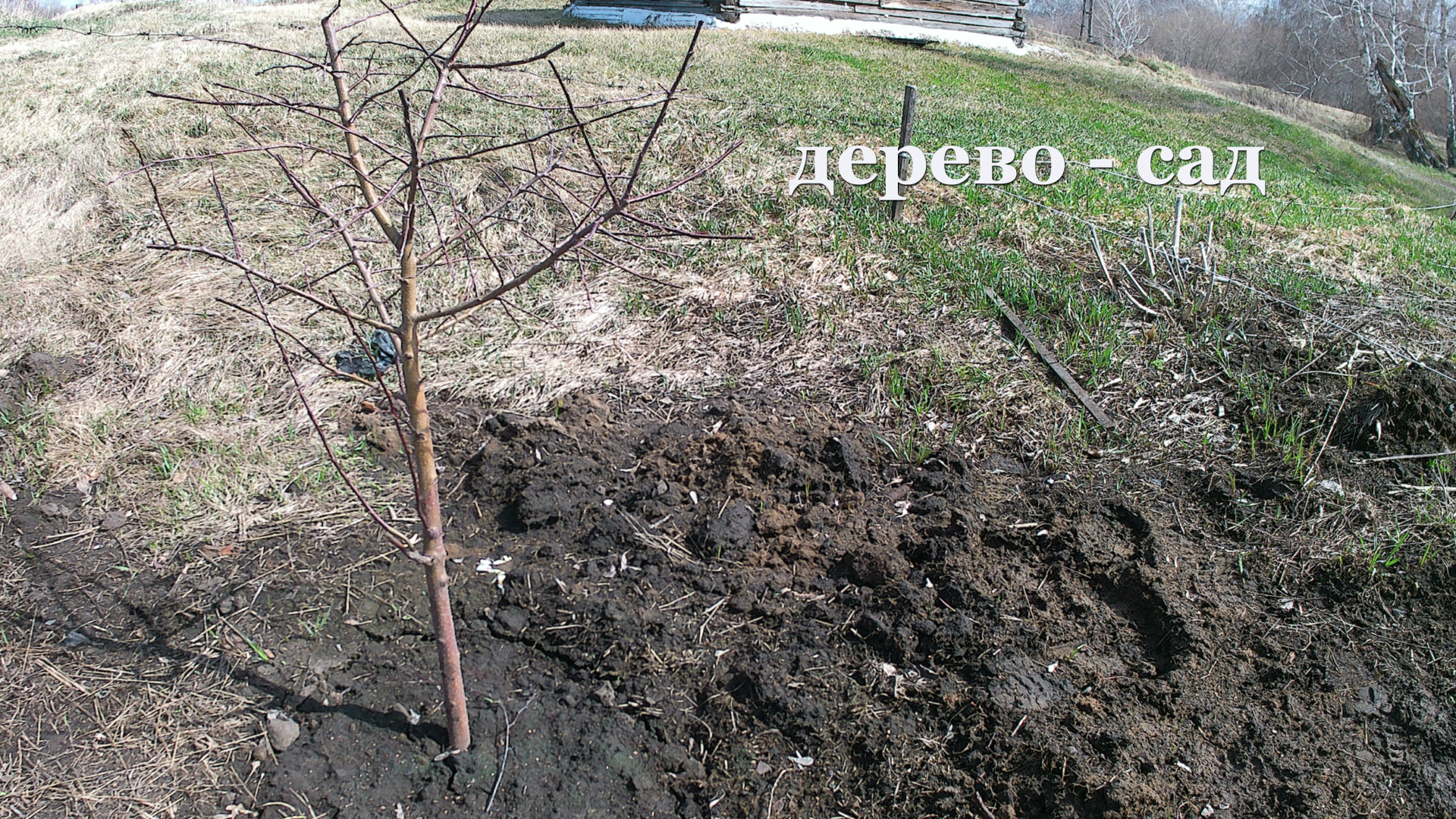 Три способа прививки яблонь. Дерево сад.