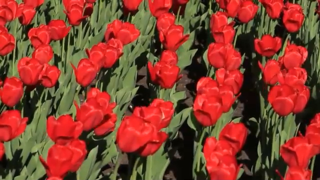 Легенда о тюльпанах