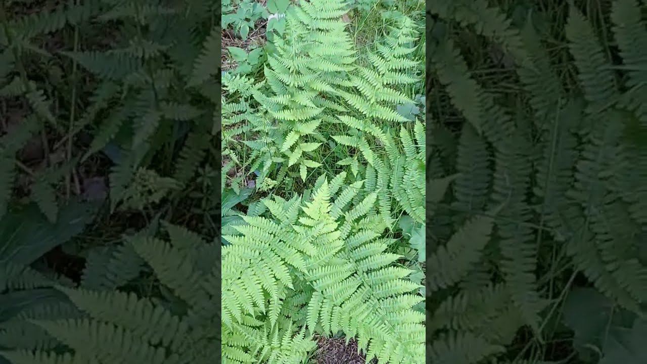 22.06.24. Южный Урал. Шаг в лесную тишину...