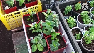 Тепличный Vlog ?. Переваливаю укоренившиеся черенки петунии в стаканы.