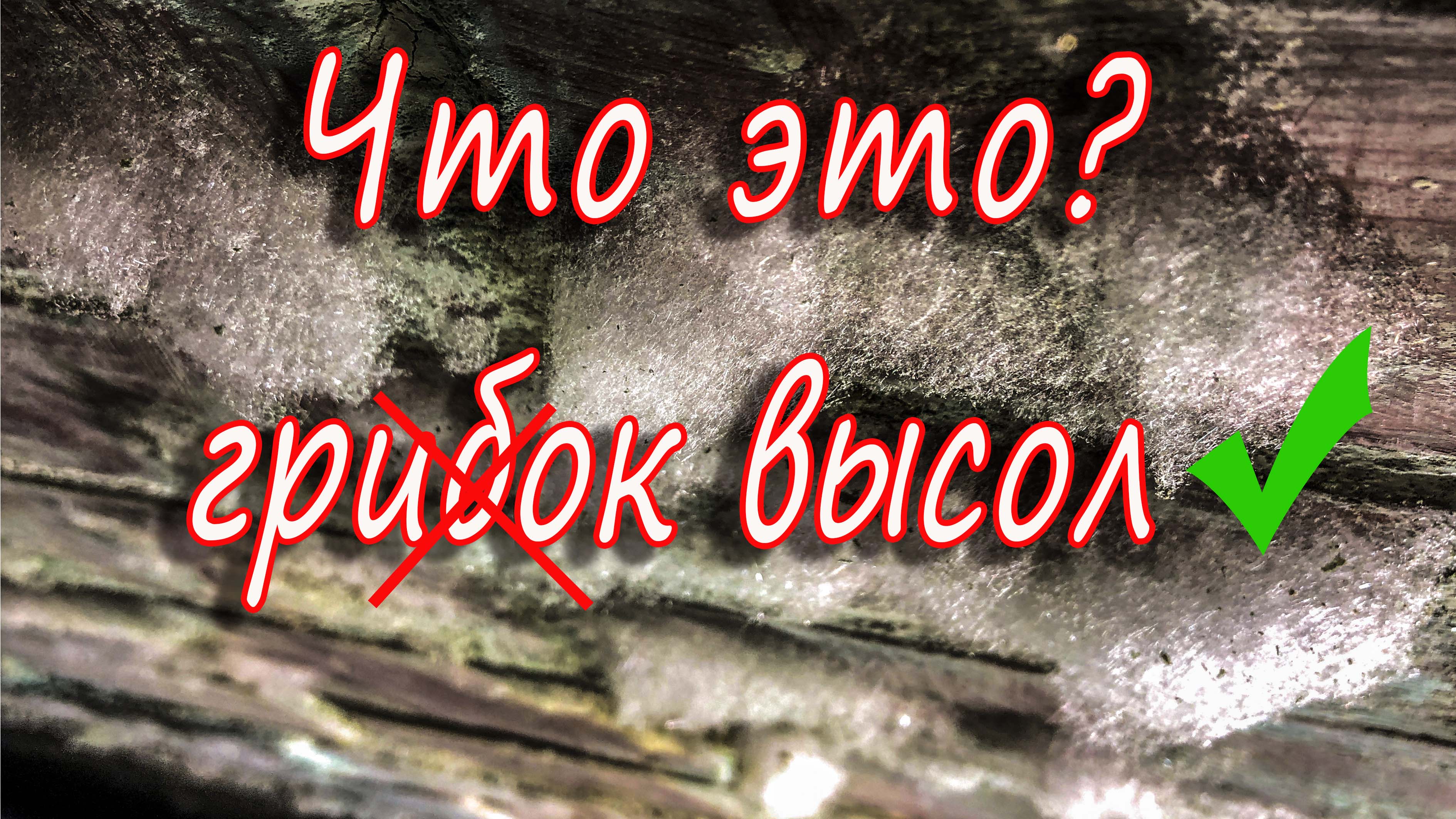 Грибок или высолы на кирпичной кладке подвала?