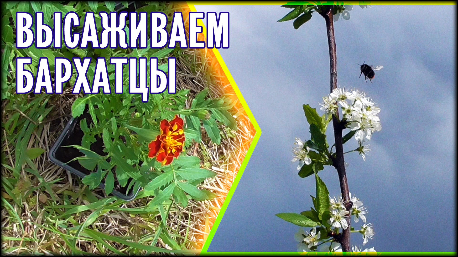 Посадка Бархатцев в грунт / Эксперимент на нашей даче