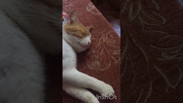 Крепкий сон Персика