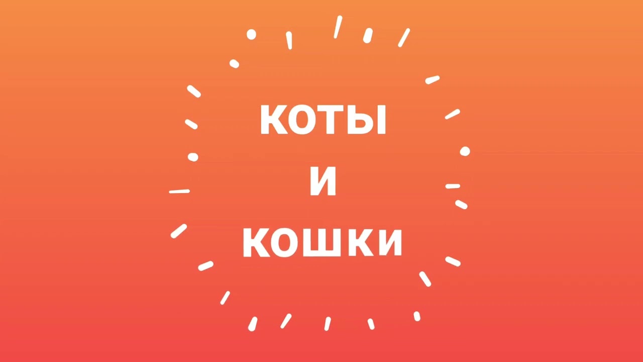 Подбор видео с котами и кошками
