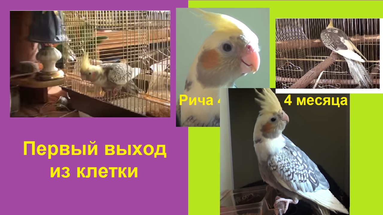 Первый выход из клетки. Приручение кореллы попугая 29.6.13