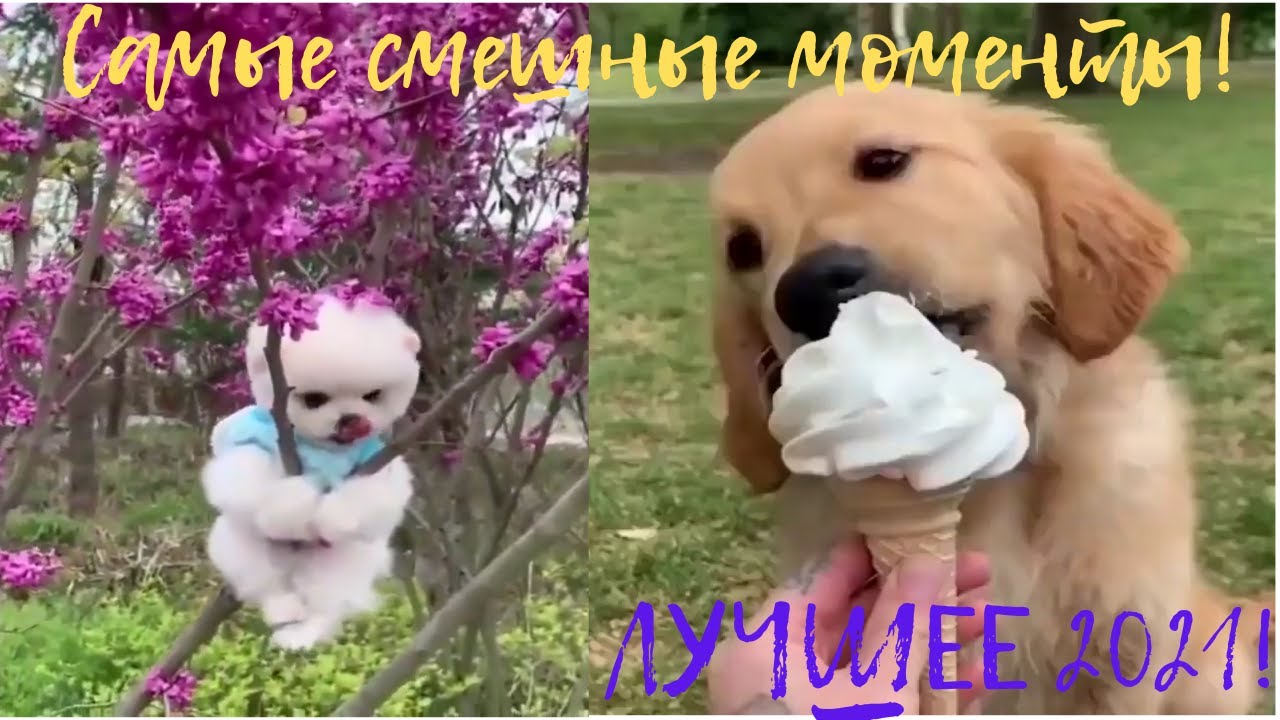 Смешные кошки и собаки 2022! - Лучшие приколы с котами №6